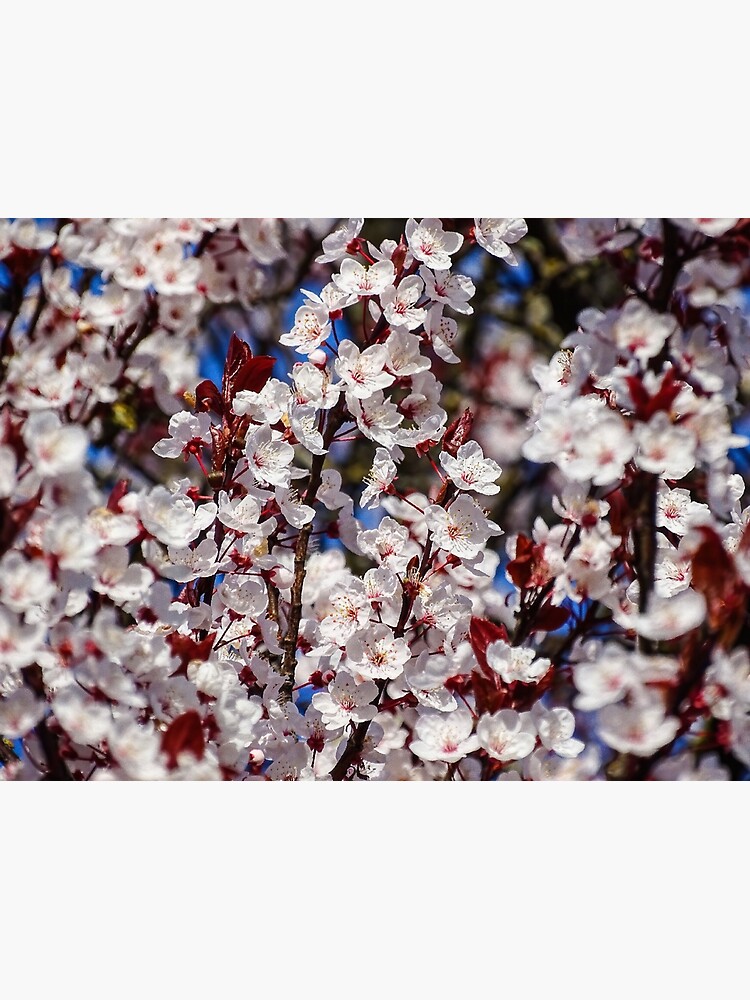 "Pink sakura flowers - elegant, tender pattern " Poster for Sale by ...