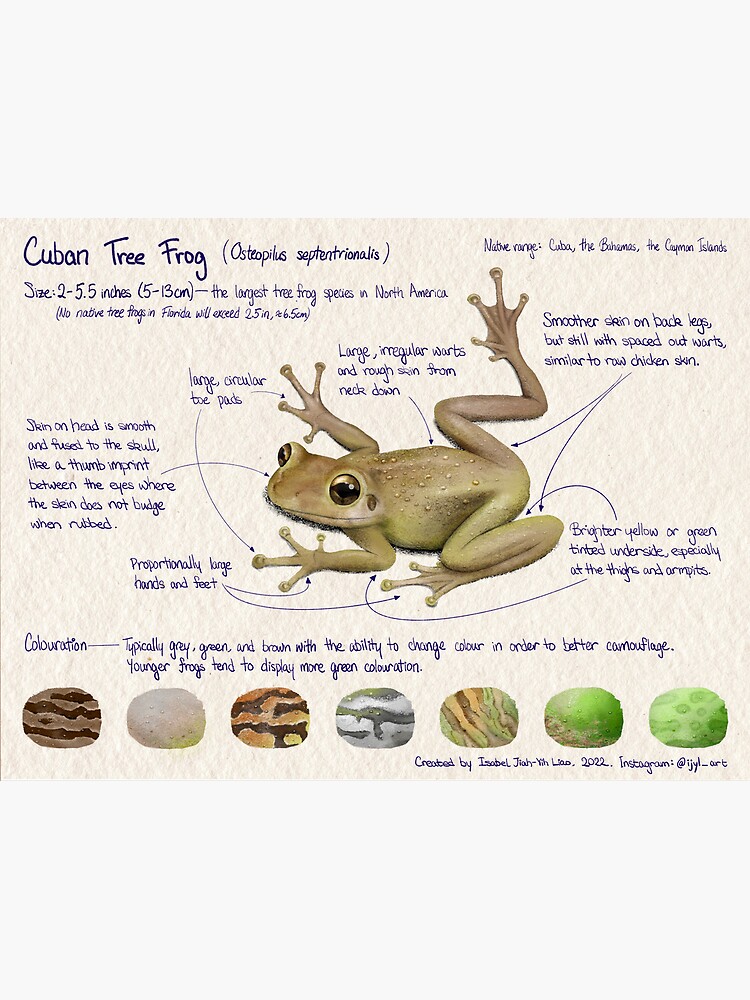 "Cuban Tree Frog Identification " Photographic Print for Sale by ijyl ...