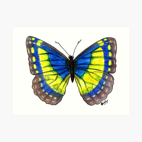 "blue and yellow butterfly drawing" Art Print for Sale by ...