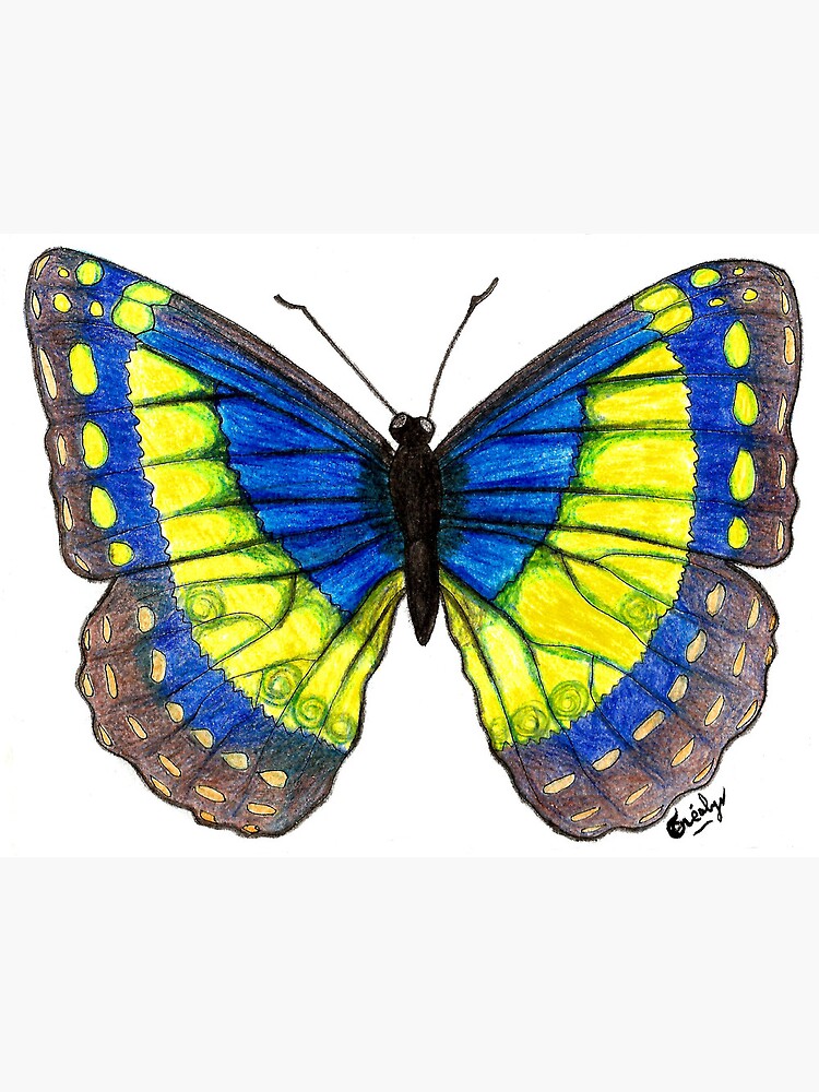 "blue and yellow butterfly drawing" Art Print for Sale by ...