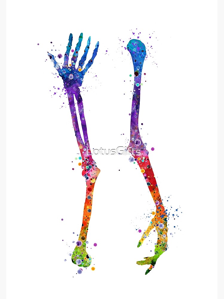 "Arm-Knochen-bunte Aquarell-Anatomie" Poster von LotusGifts | Redbubble