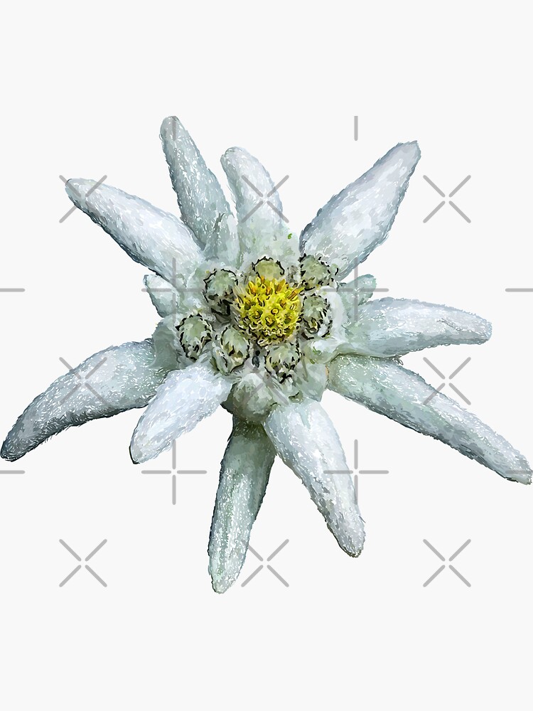 "Alpine edelweiss" Sticker by sibosssr | Redbubble