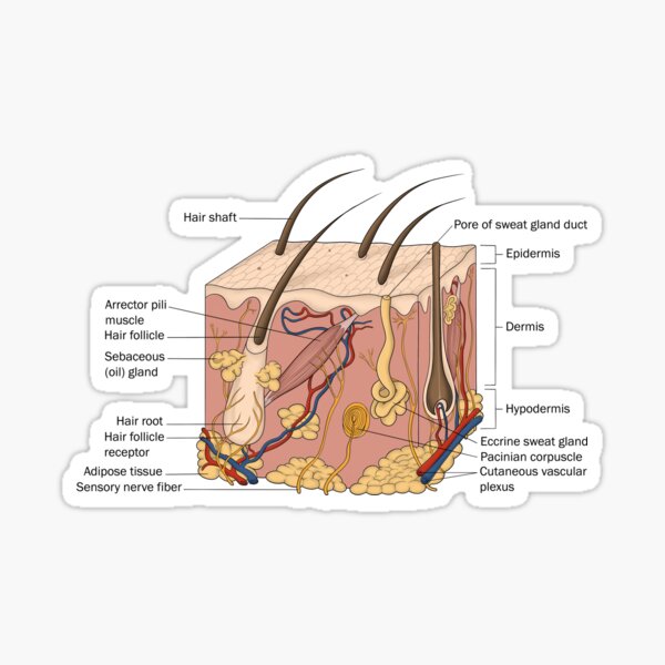 "Skin Anatomy" Sticker for Sale by TIBOM | Redbubble