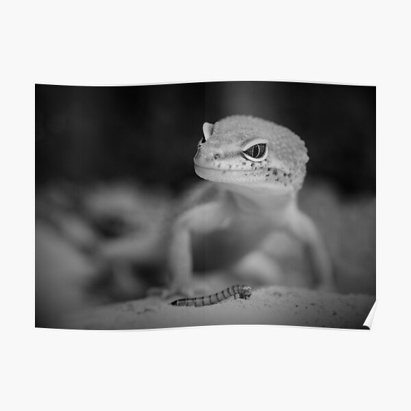 "Leopard Gecko Animal Portrait" Poster for Sale by reds11 | Redbubble