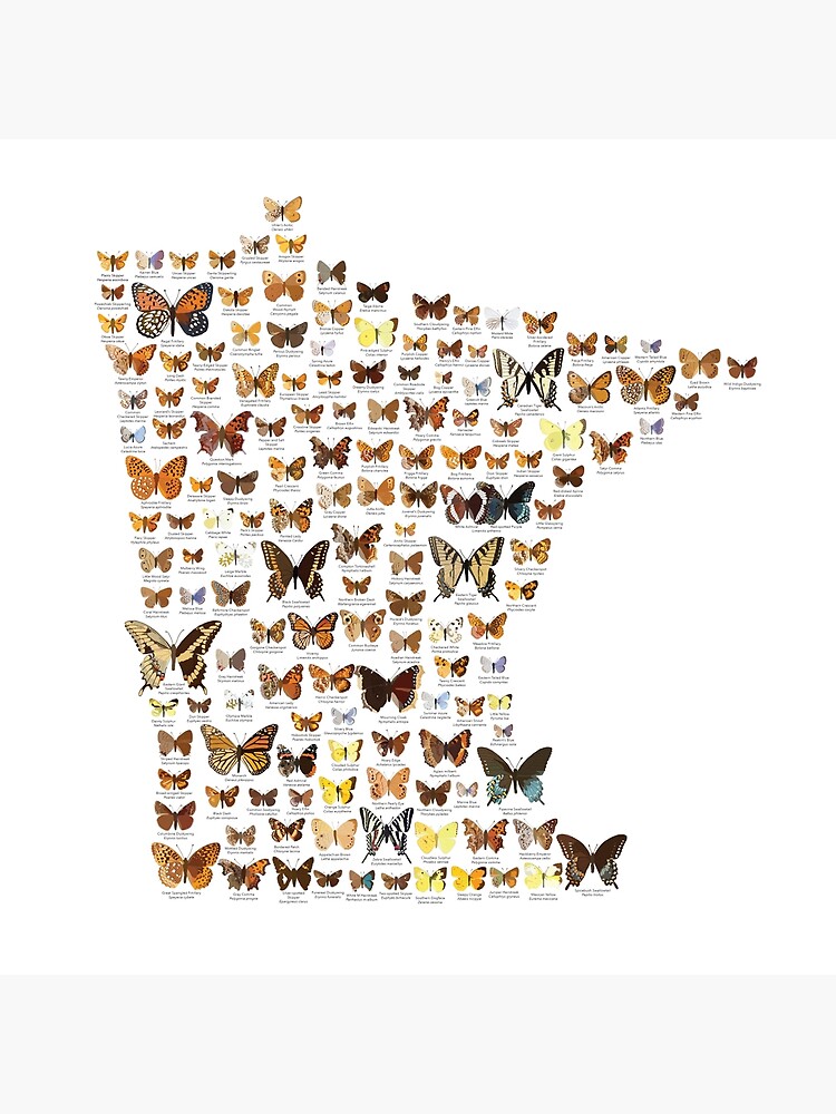 "Minnesota Butterflies Poster" Poster for Sale by andybirkey | Redbubble