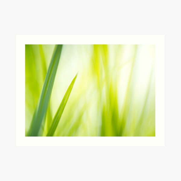 "grass, pasture, lea, shieling, paddock, blade of grass, macro,Fű, mező ...