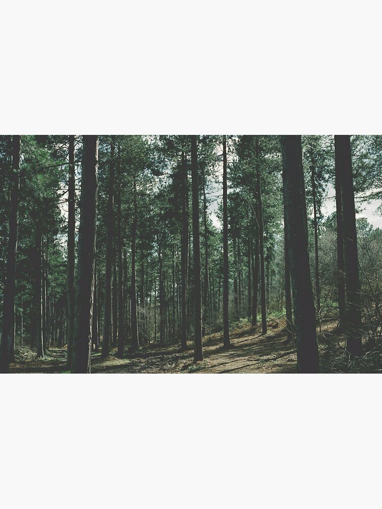 "Aesthetic Evergreen Forest" Sticker for Sale by AdnanDesigner | Redbubble