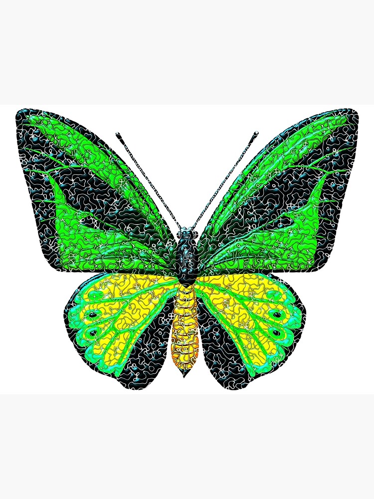 "Birdwing Tropical butterfly" Poster for Sale by Elonium | Redbubble