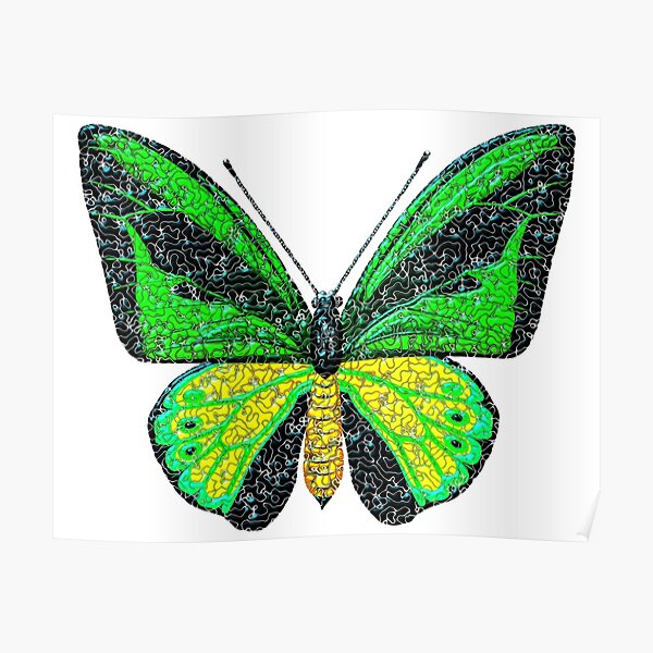 "Birdwing Tropical butterfly" Poster for Sale by Elonium | Redbubble