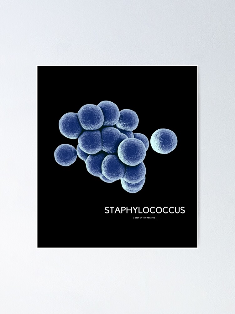 "Staphylococcus" Poster for Sale by microBact-RS | Redbubble