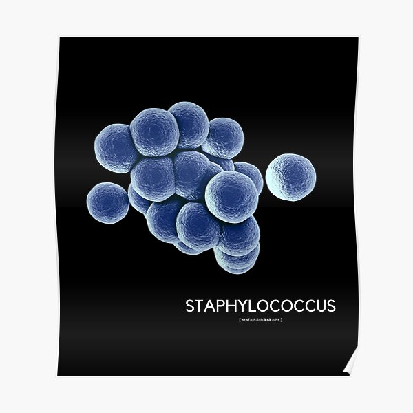 "Staphylococcus" Poster for Sale by microBact-RS | Redbubble