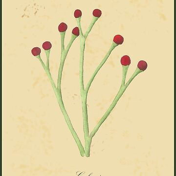 "Cooksonia, fossil plant" Sticker for Sale by SharonRoseR | Redbubble