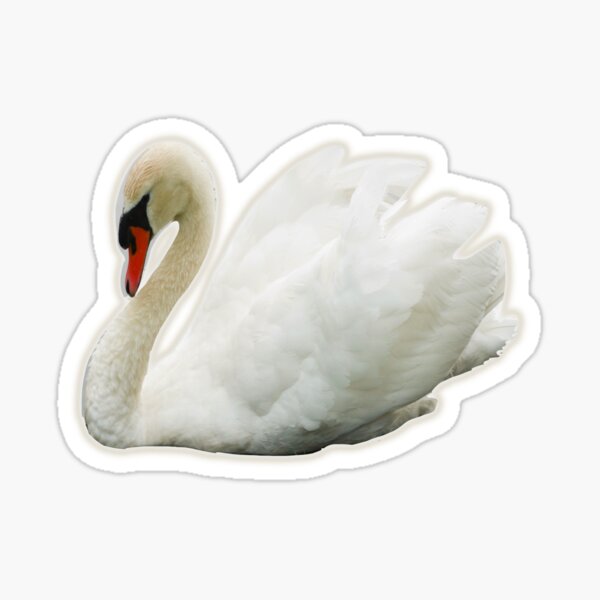 "swan" Sticker for Sale by XenijaS | Redbubble