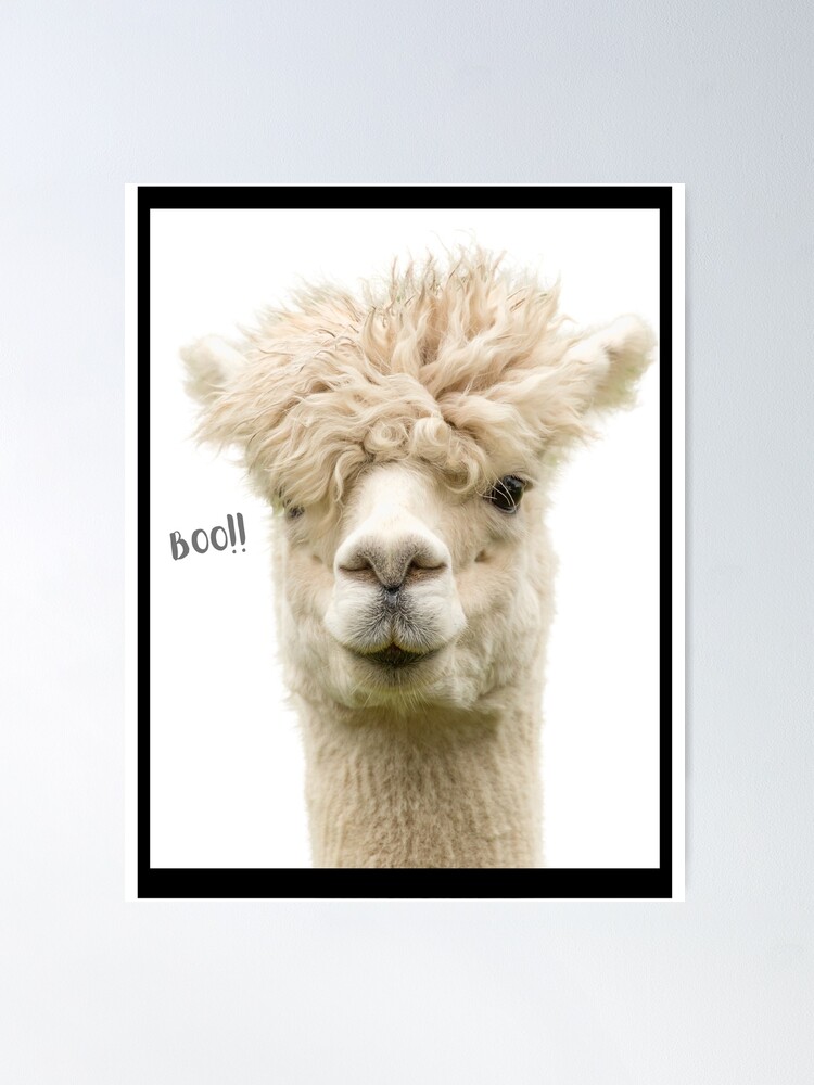Tier Fotobombe Lama Lustige Fotobomben Drucke Lama Boo! Fantastische
