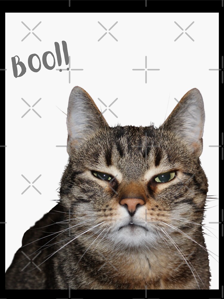 "Funny Photo Bomb Prints Moody Cat Boo! Awesome Novelty Meme Animals ...