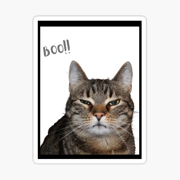 "Funny Photo Bomb Prints Moody Cat Boo! Awesome Novelty Meme Animals ...