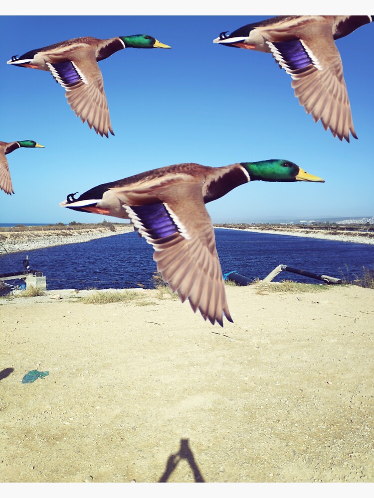 "ck Duck Duck Du" Sticker by itaydror | Redbubble