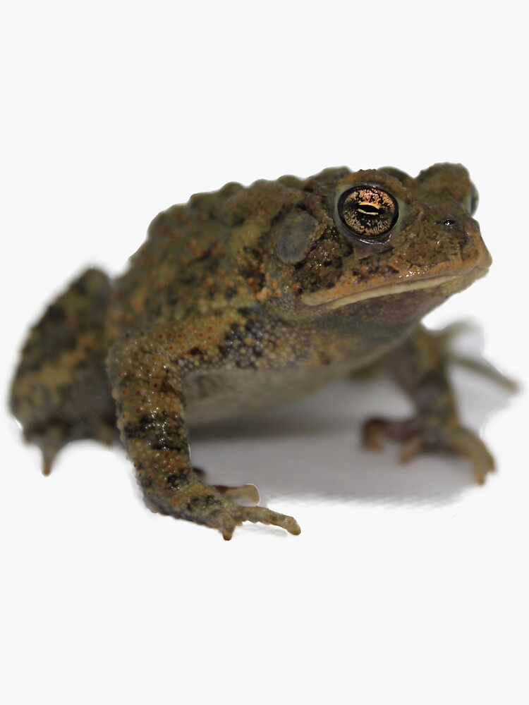 "Toad" Sticker by wjneely | Redbubble