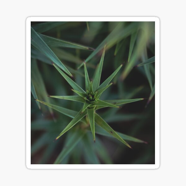 "Spikey plant" Sticker for Sale by BryherAewen | Redbubble