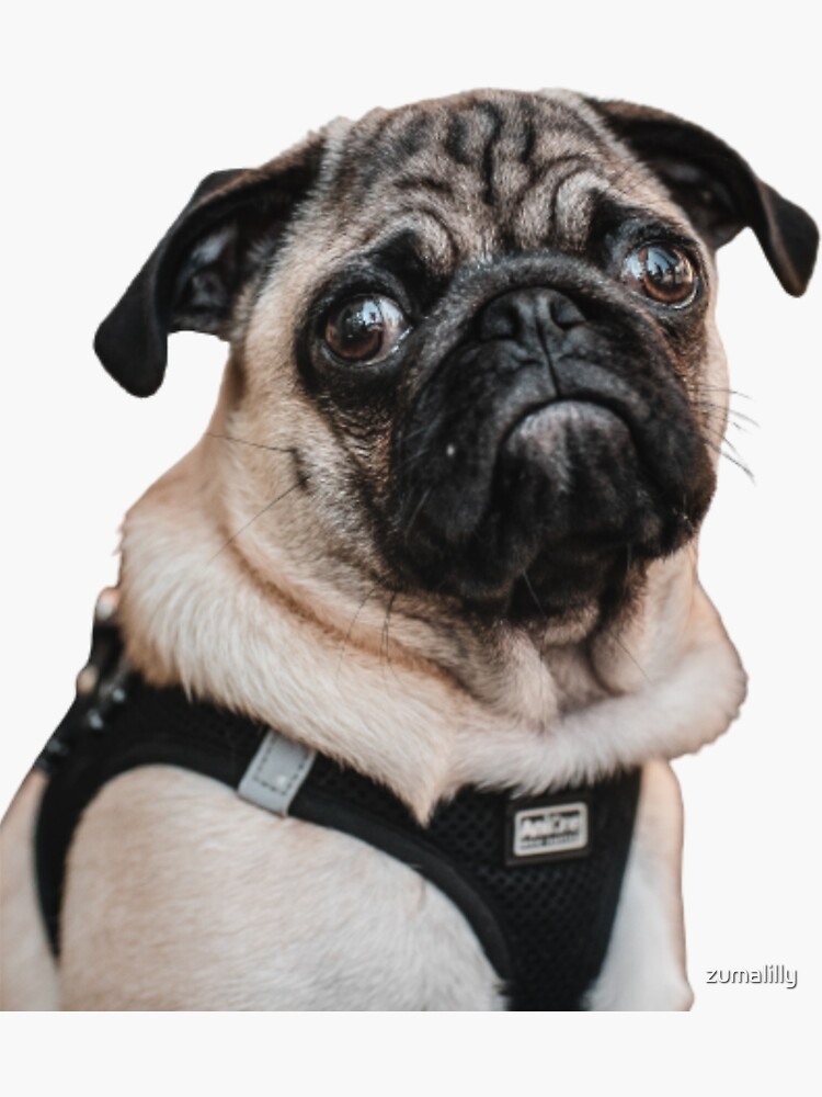 "Pug Mugshot " Sticker for Sale by zumalilly | Redbubble