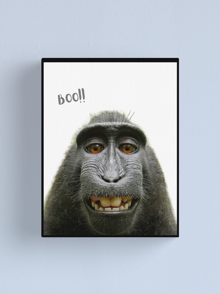 Monkey Boom Memes