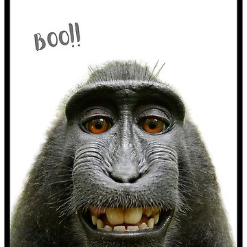 Sticker for Sale mit "Lustige Foto-Bomben-Drucke Silly Monkey Boo ...