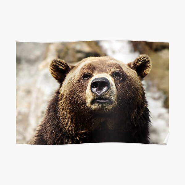 "The Mighty Grizzly Bear" Poster for Sale by Shounenbat | Redbubble