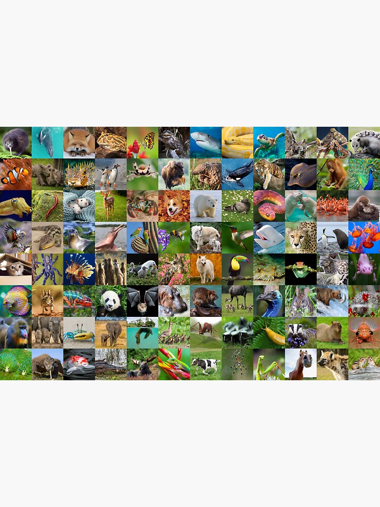 "Animal Kingdom Collage" Sticker by AlexEngelken | Redbubble