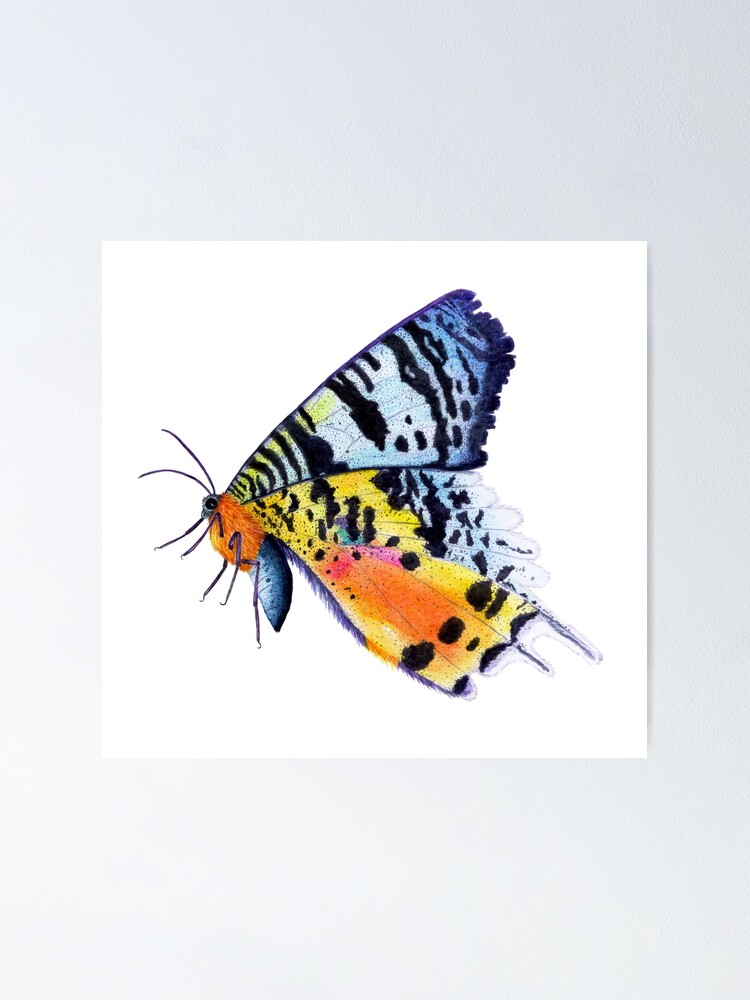 "Madagascan Sunset Moth - Chrysiridia rhipheus" Poster for Sale by ...