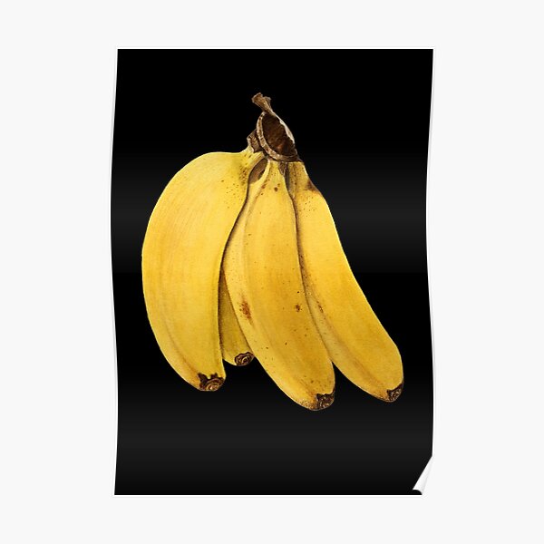 " A Banana A Day: Vintage Banana Illustration" Poster for Sale by Focus ...