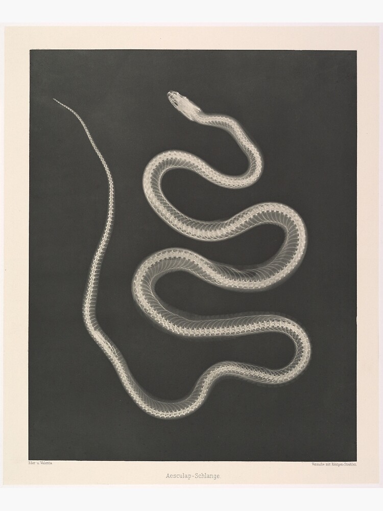 "Snake Skeleton" Poster for Sale by sewohayami | Redbubble