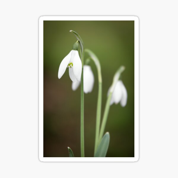 "Snowdrop" Sticker for Sale by JEZ22 | Redbubble