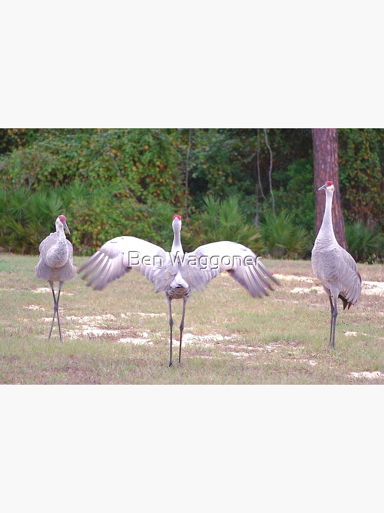 "The Choreographer" Postcard for Sale by Ben Waggoner | Redbubble