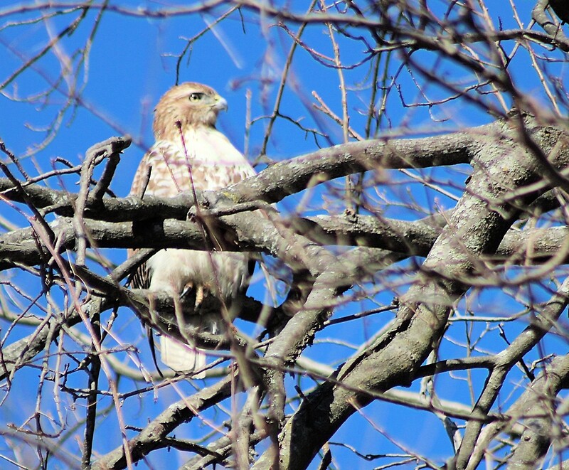 "PERCHED HAWK" by BOLLA67 | Redbubble