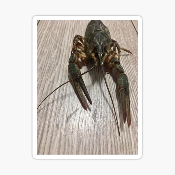 "CRAYFISH" Sticker by andreeaandi | Redbubble