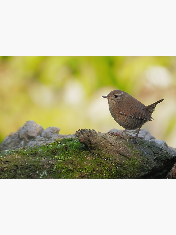 "Wren on a moss covered log" Poster for Sale by NaturesDesktop | Redbubble