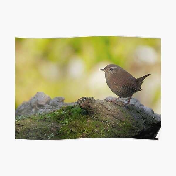 "Wren on a moss covered log" Poster for Sale by NaturesDesktop | Redbubble