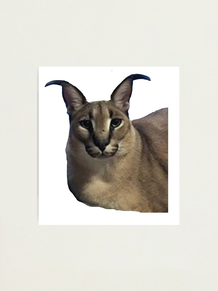 "Floppa cat meme" Photographic Print for Sale by Kawaii2cute | Redbubble