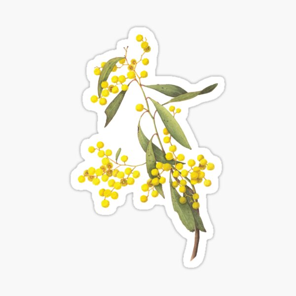 "Golden Wattle sticker" Sticker for Sale by cherylhodges | Redbubble