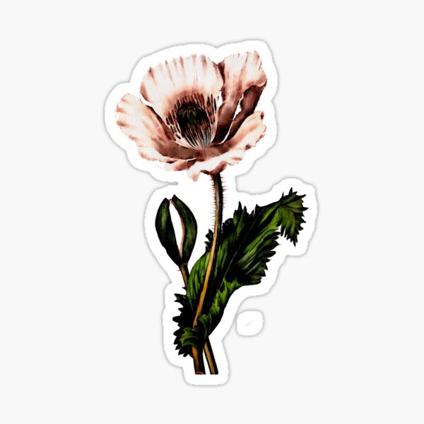 "Opium poppy" Sticker for Sale by Casiel31 | Redbubble