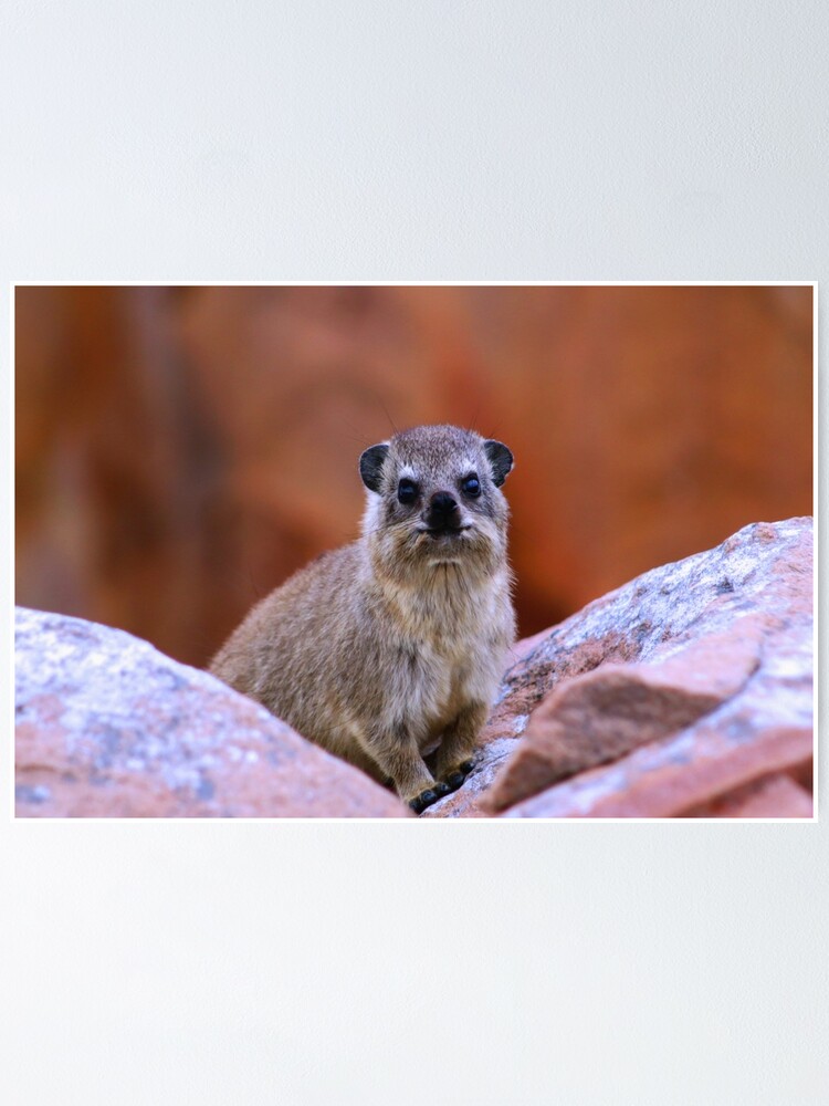 "Baby Rock Hyrax" Poster by LieslCronje | Redbubble
