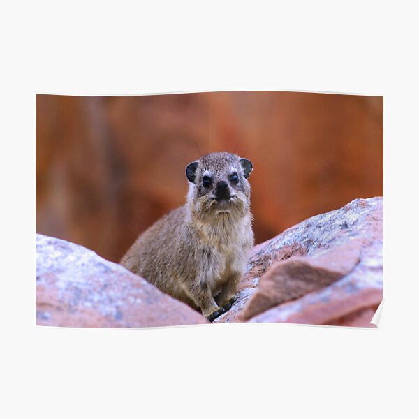 "Baby Rock Hyrax" Poster by LieslCronje | Redbubble