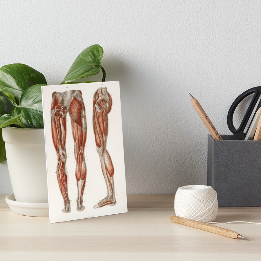 "Muscles of the Legs Educational Chart Vintage Anatomy" Poster by ...