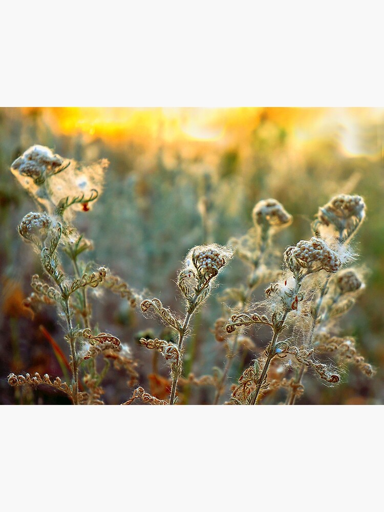 "Middle of summer. The colors are fading." Poster for Sale by ...