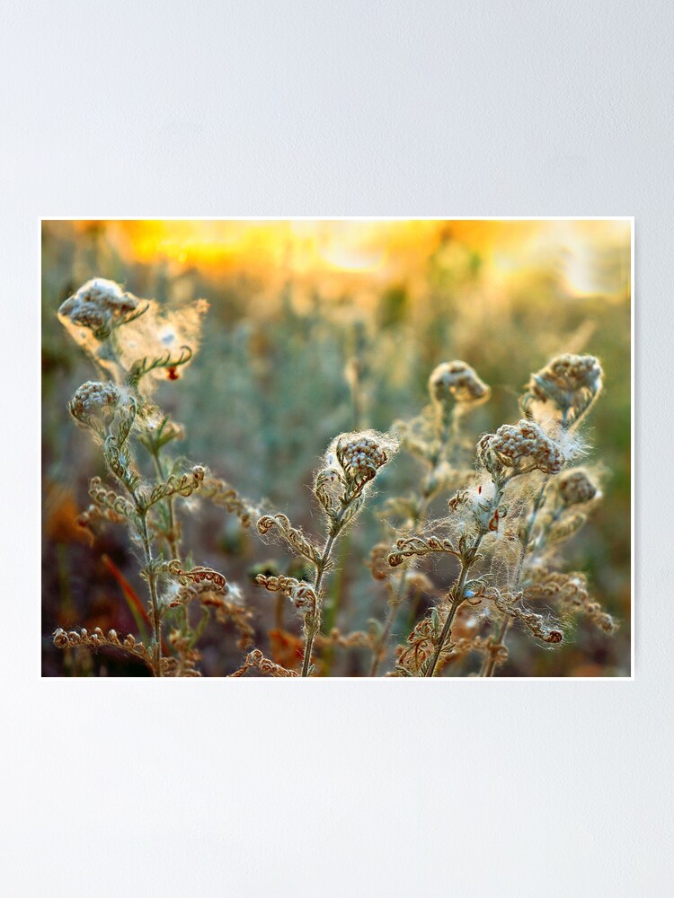 "Middle of summer. The colors are fading." Poster for Sale by ...