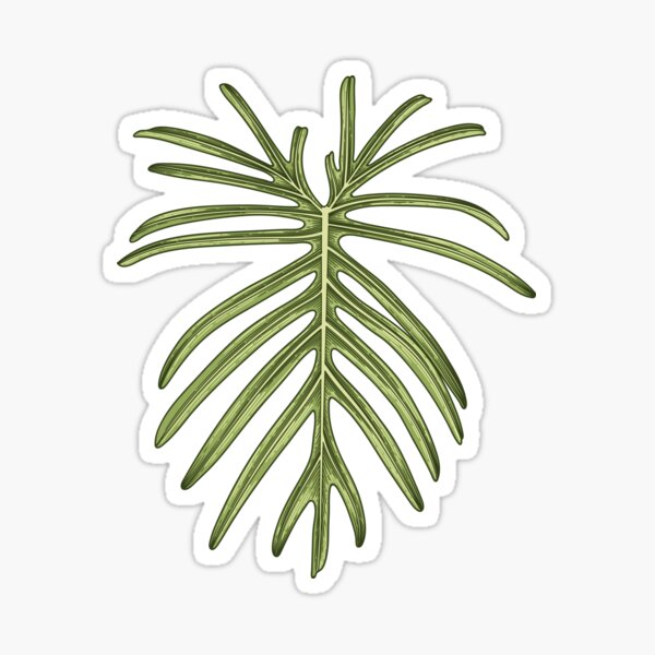 "Philodendron Elegans Beauty Big Leaf" Sticker for Sale by gronly ...