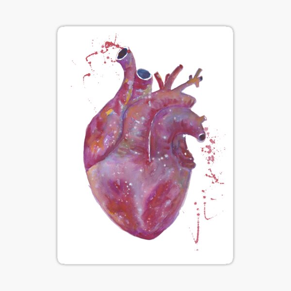 "Watercolour Anatomical Medical Heart Doctor" Sticker for Sale by ...
