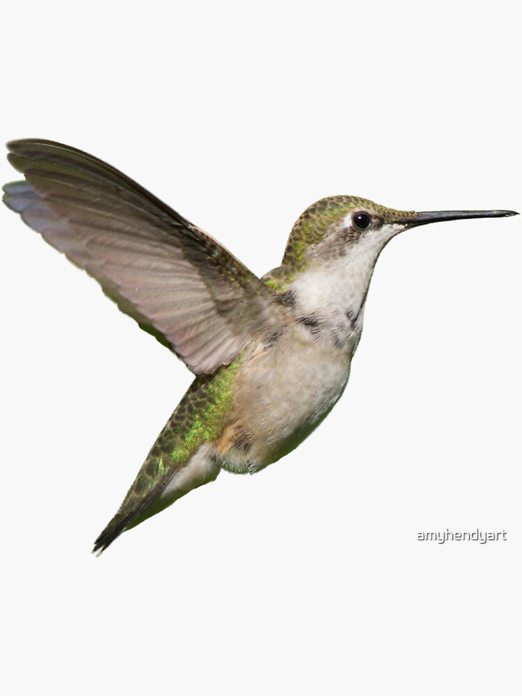 "Hummer" Sticker for Sale by amyhendyart | Redbubble
