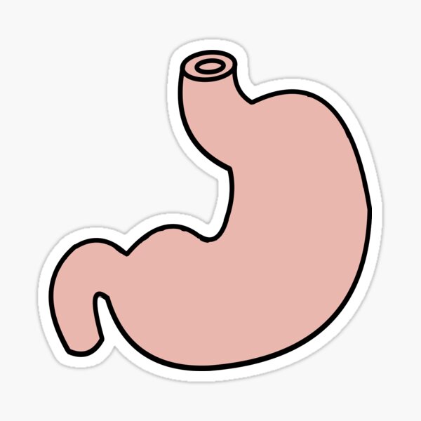 "Stomach" Sticker by megansnider | Redbubble