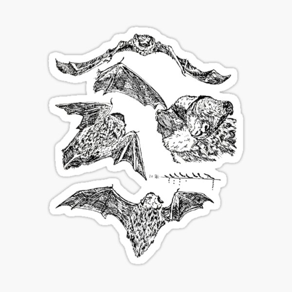 "Hoary Bat Field Guide Plate" Sticker by tiffy0991 | Redbubble